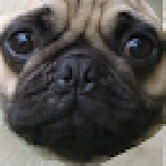Skin Pug para Minecraft